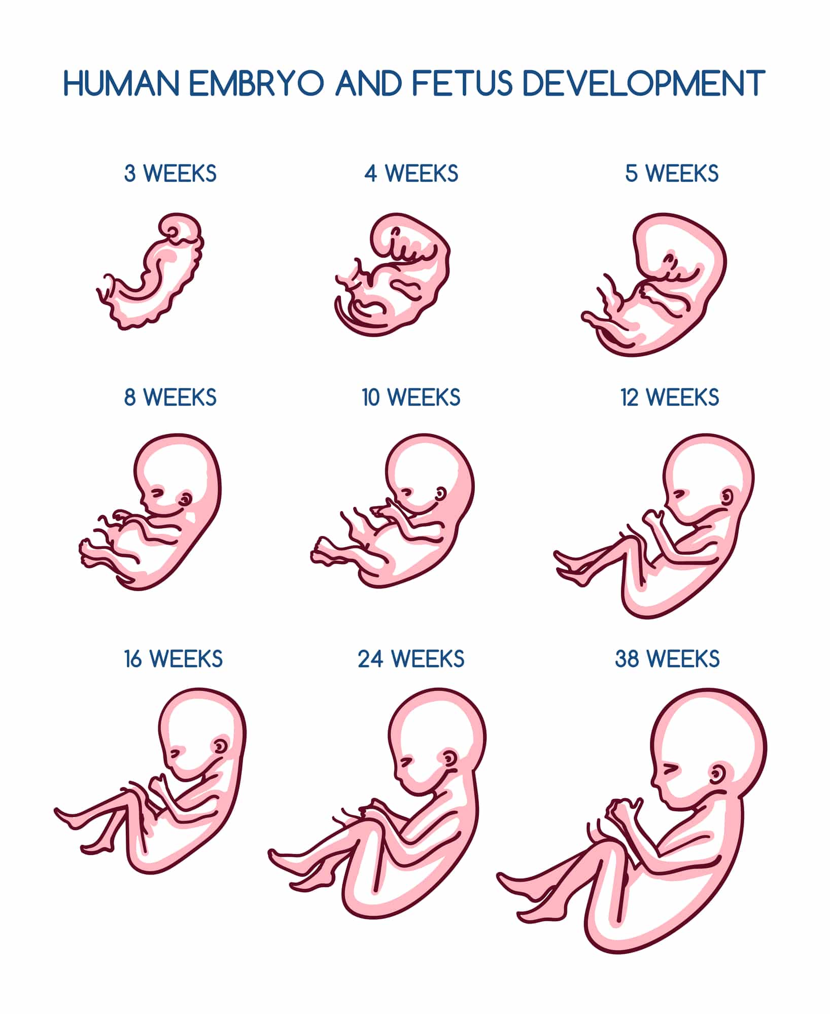 Pregnancy Week By Week | MindTastik